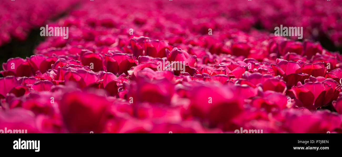 Beautiful spring tulip, flower background Stock Photo - Alamy