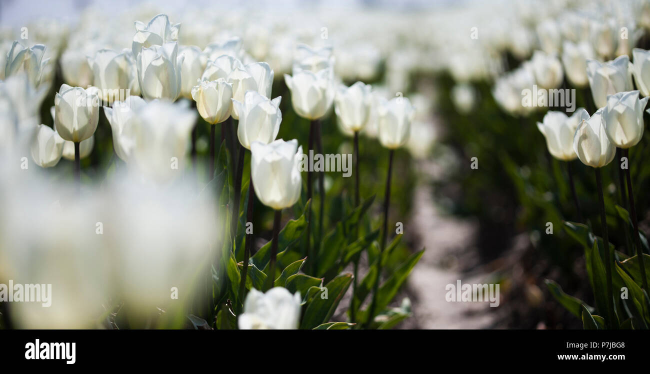 Tulip flowers close up Stock Photo - Alamy