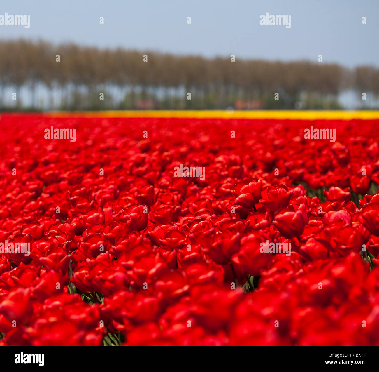 Beautiful spring tulip, flower background Stock Photo - Alamy