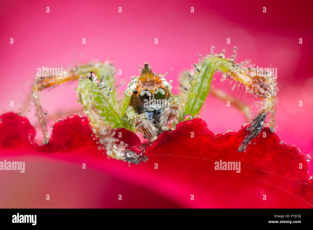 Mohawk spider hi-res stock photography and images - Alamy