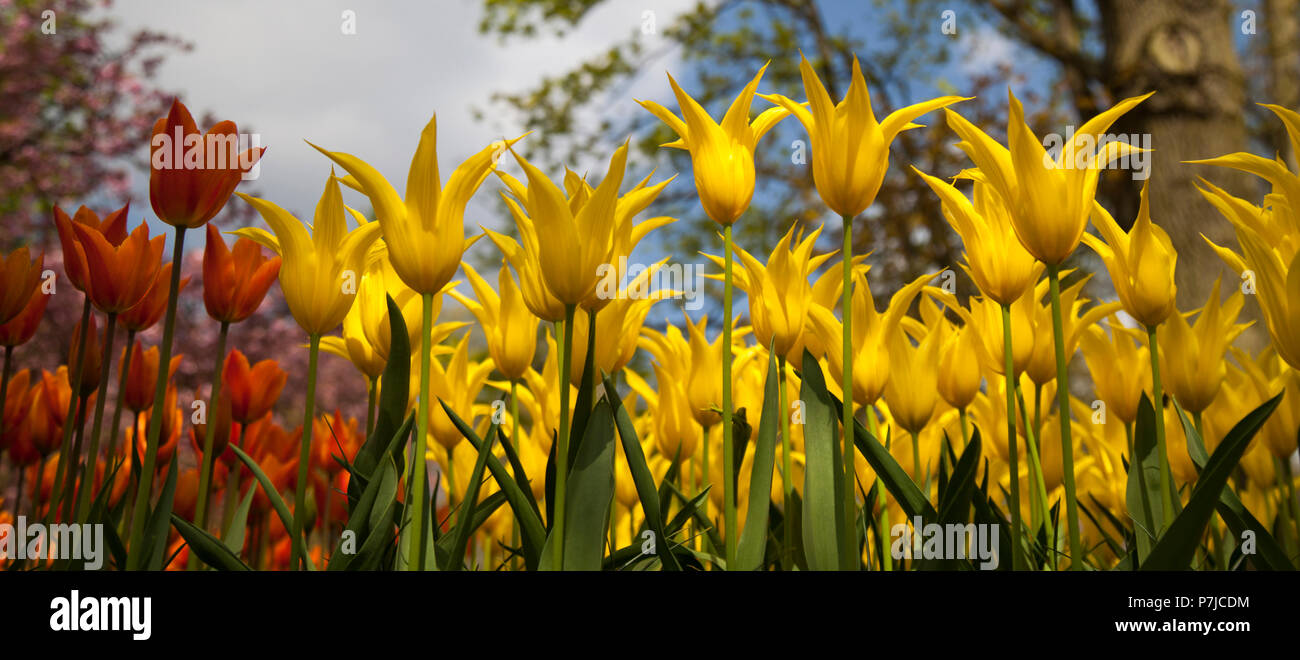 Tulip flowers close up Stock Photo - Alamy