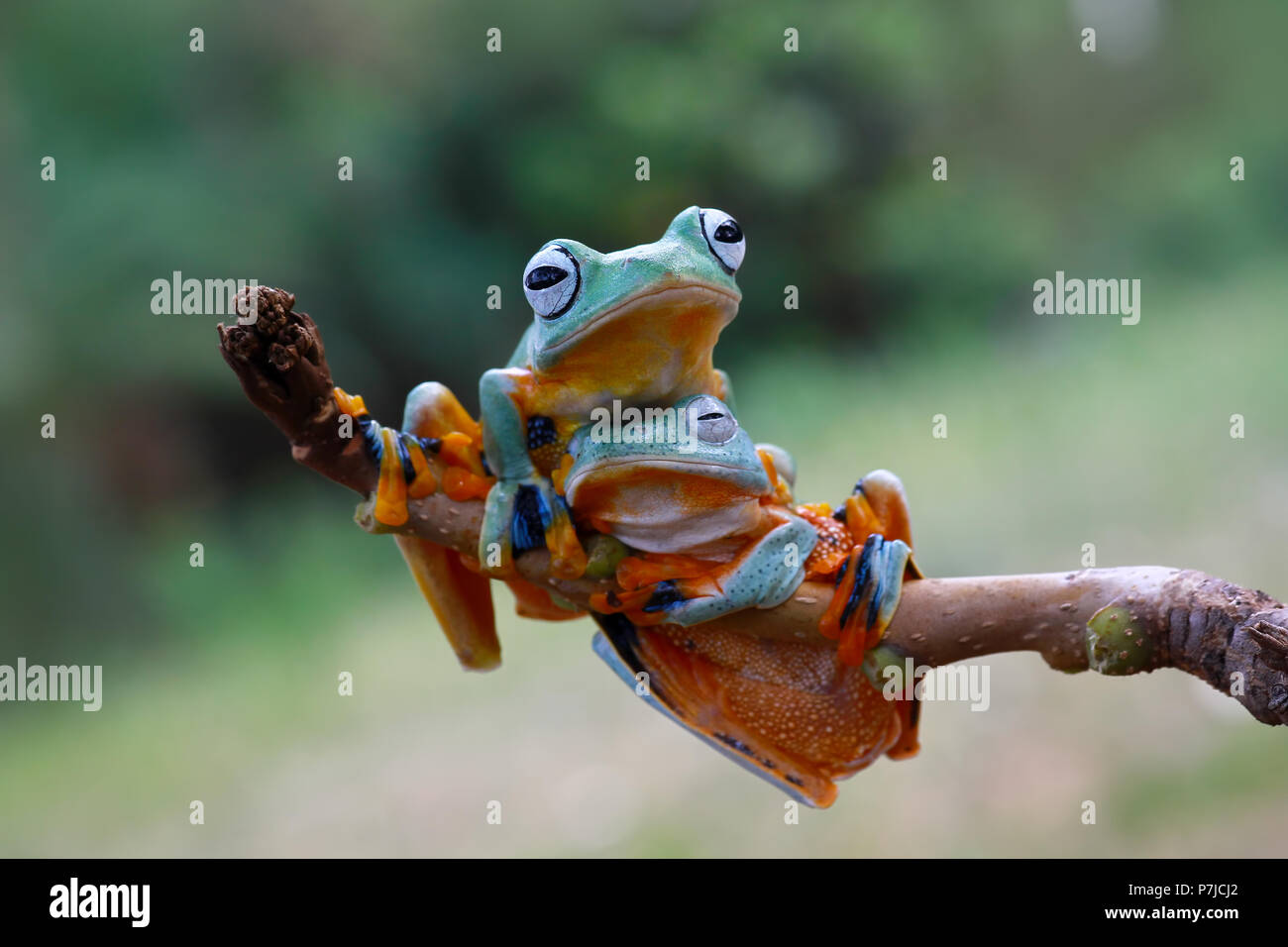 Two Javan tree frogs on a branch Stock Photo - Alamy