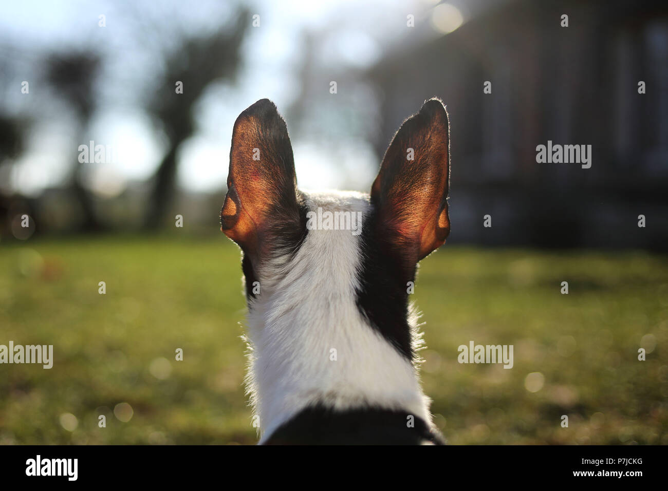Chihuahua Head High Resolution Stock Photography and Images - Alamy