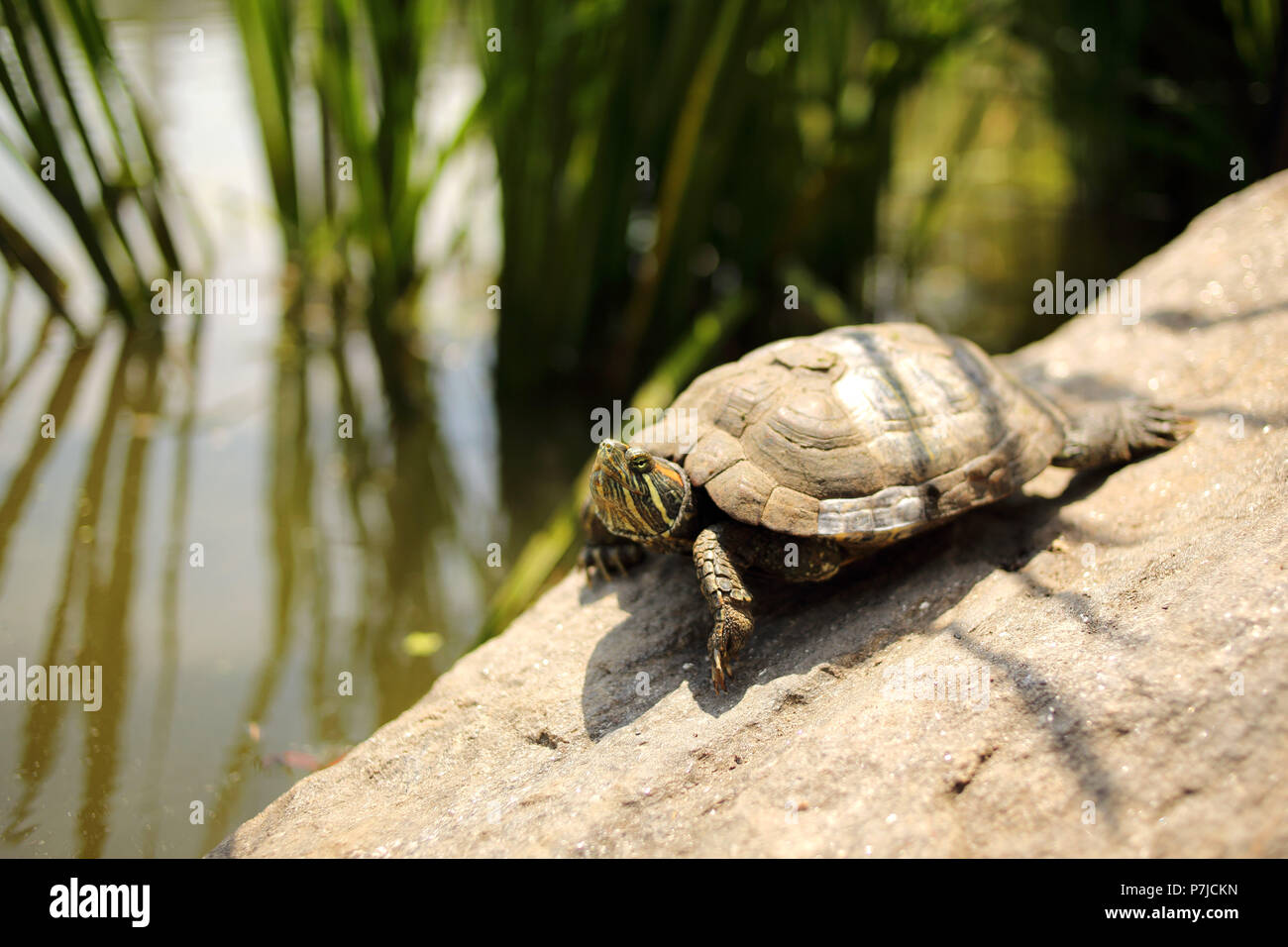 New york turtle hi-res stock photography and images - Alamy