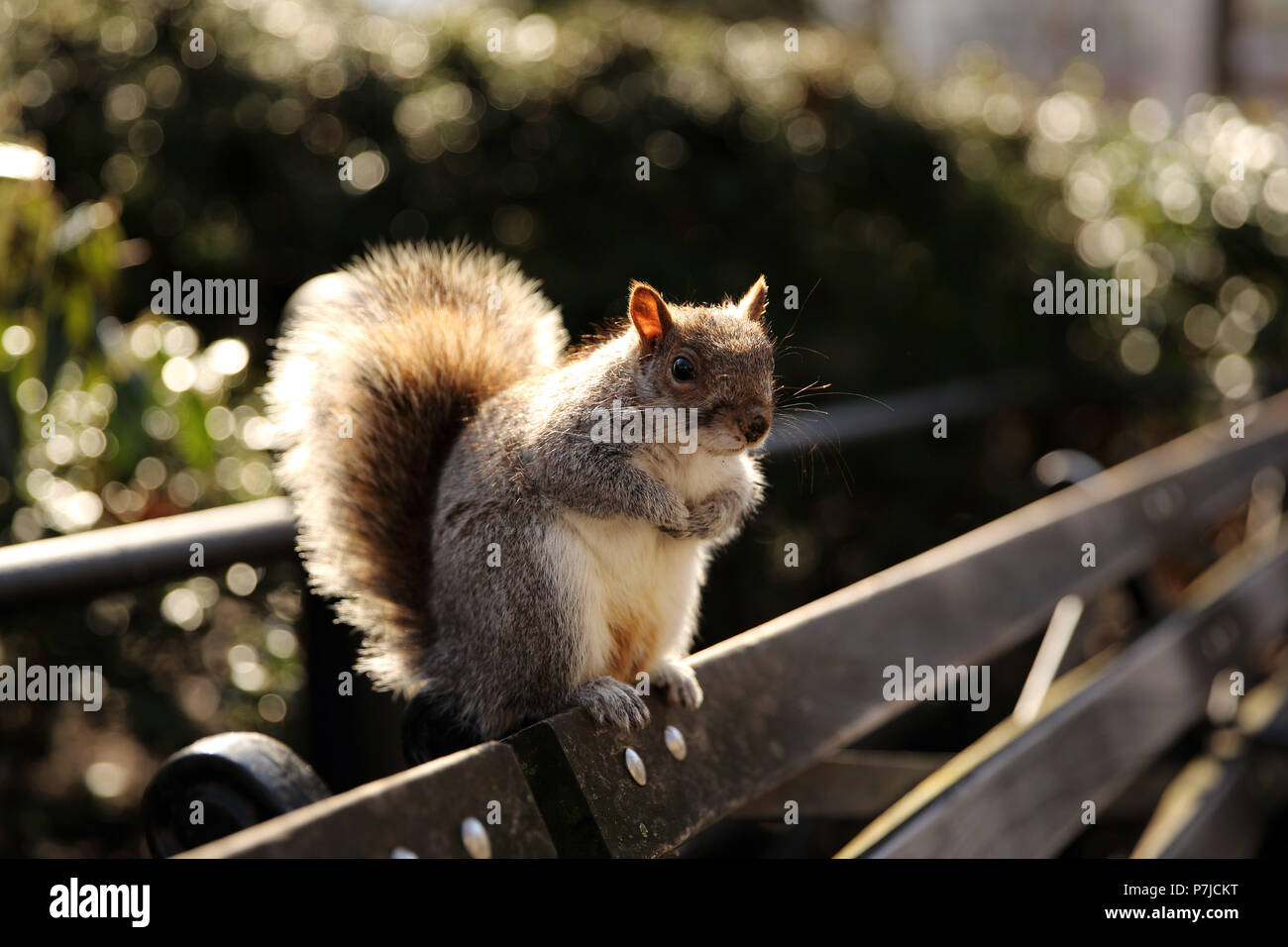 Squirrel sitting on a bench, Union Square Park, Manhattan, New York ...