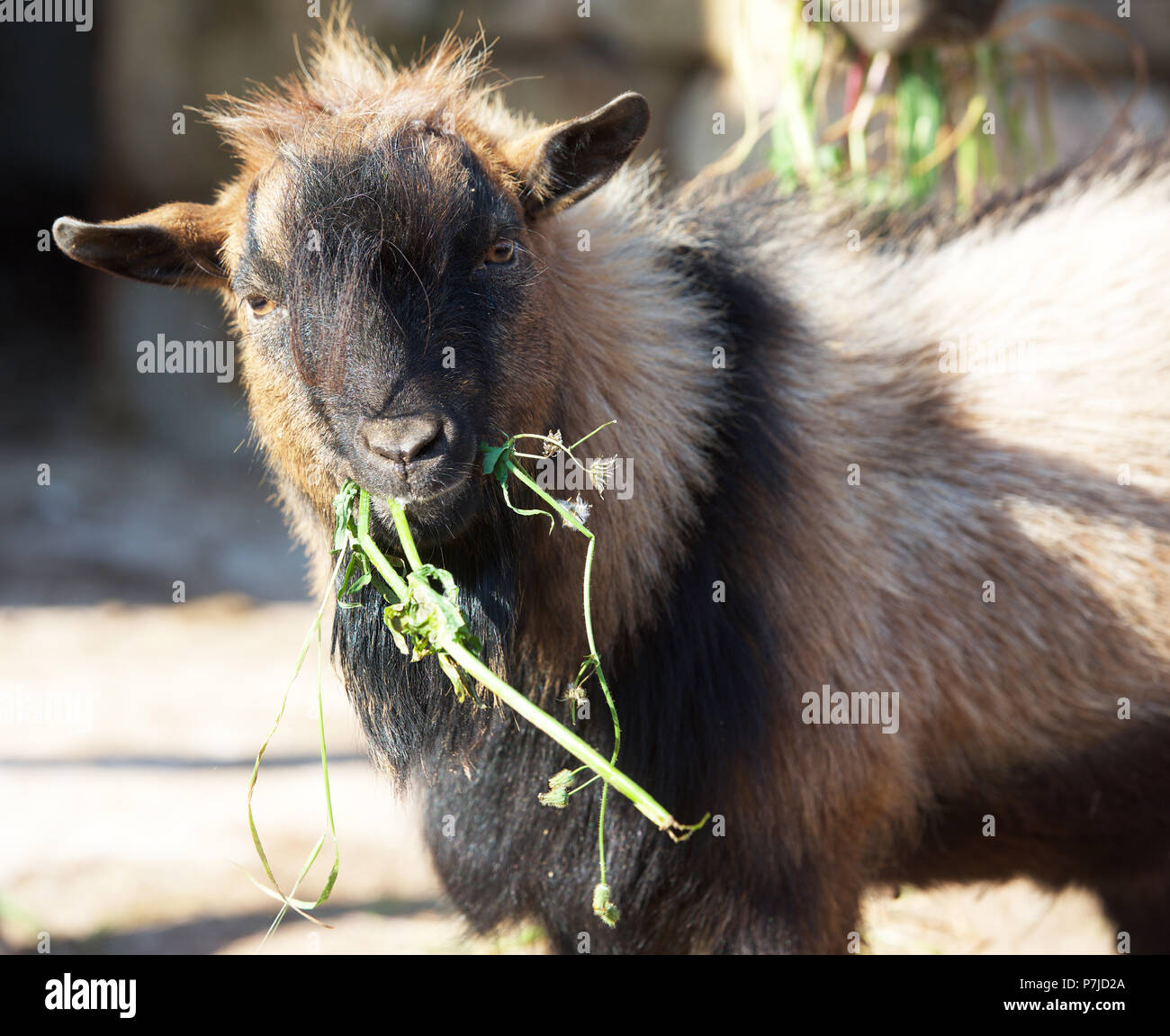 Maltese goat hi-res stock photography and images - Alamy