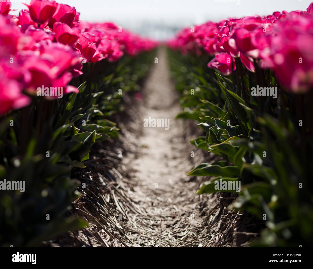 Beautiful spring tulip, flower background Stock Photo - Alamy