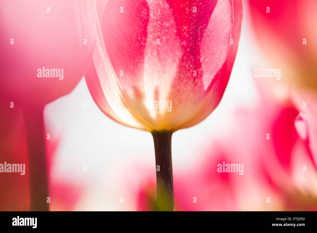 Tulip flowers close up Stock Photo - Alamy