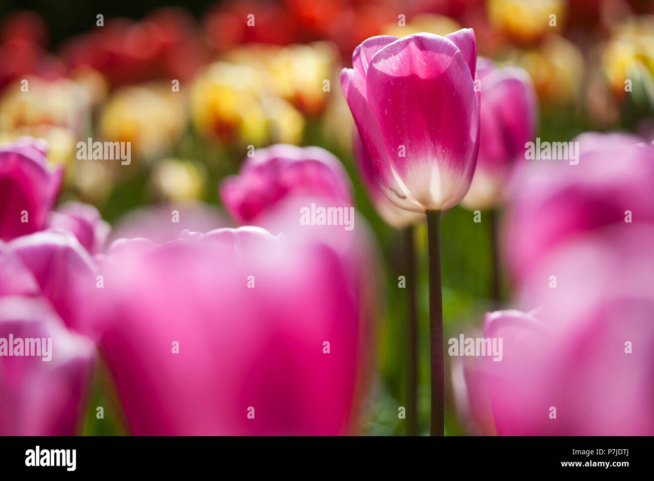 Tulip flowers close up Stock Photo - Alamy