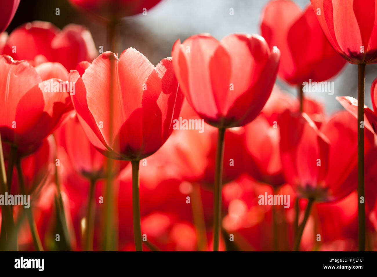 Colorful spring tulips and flowers Stock Photo - Alamy