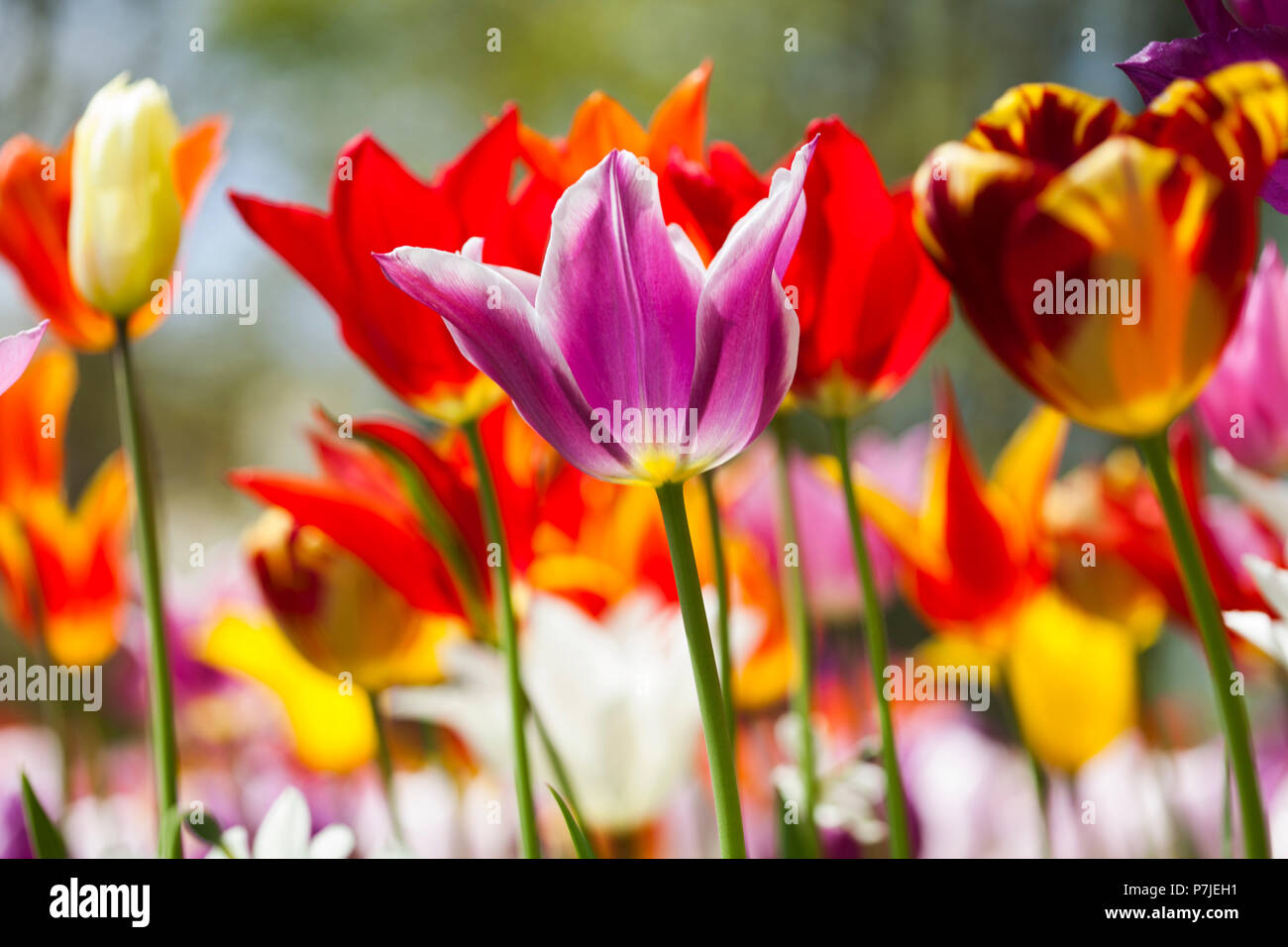 Tulips in spring,colourful tulip Stock Photo - Alamy