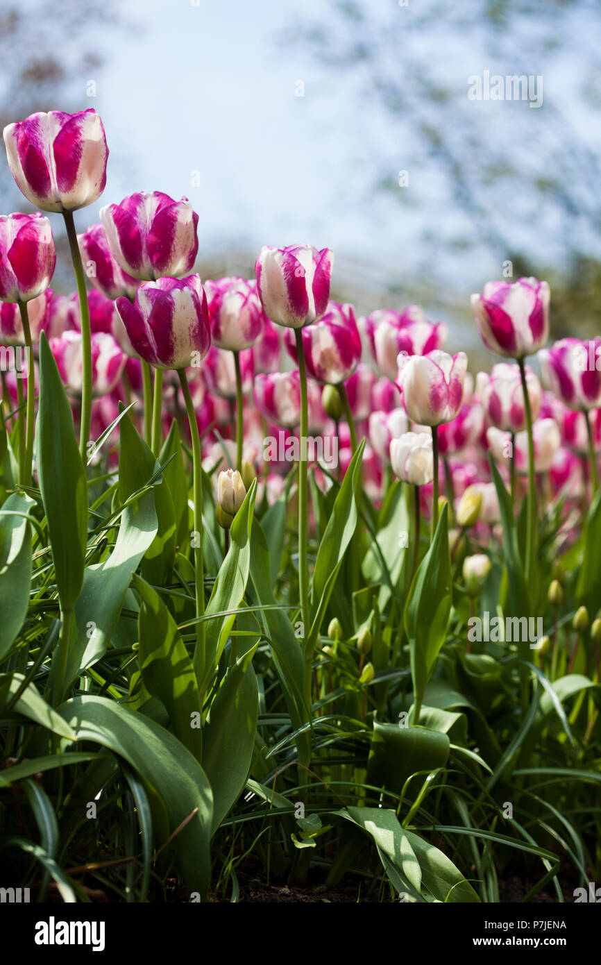 Tulip flowers close up Stock Photo - Alamy
