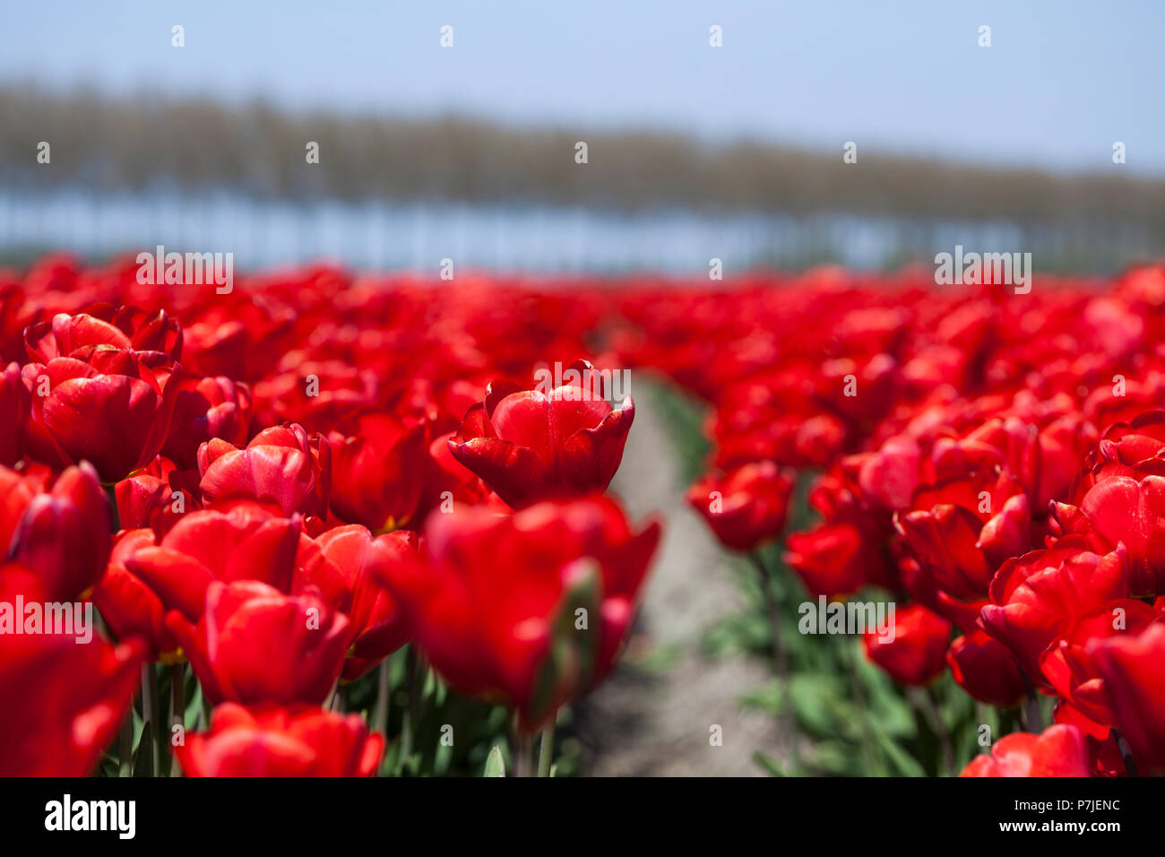 Beautiful spring tulip, flower background Stock Photo - Alamy