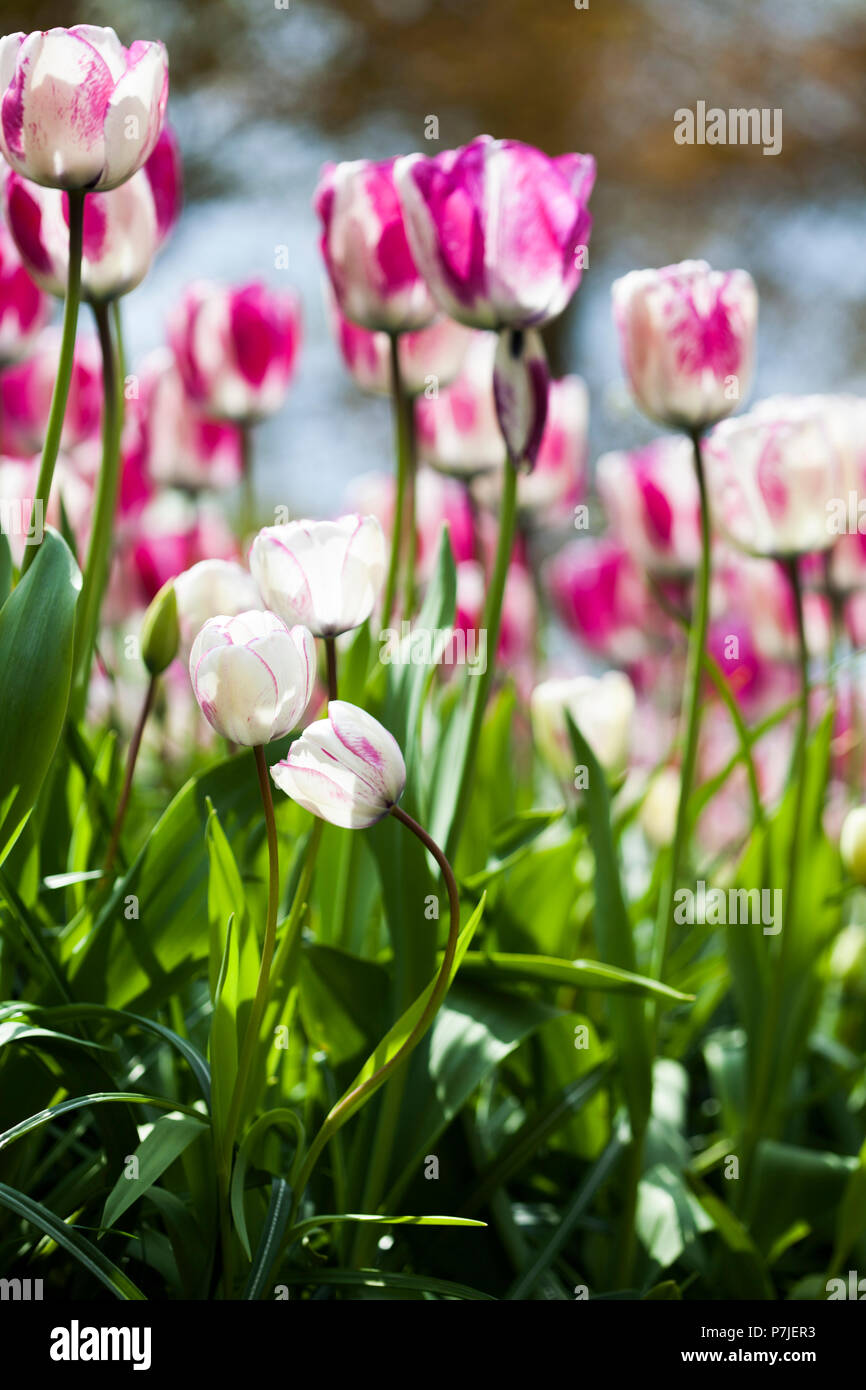 Colorful spring tulips and flowers Stock Photo - Alamy