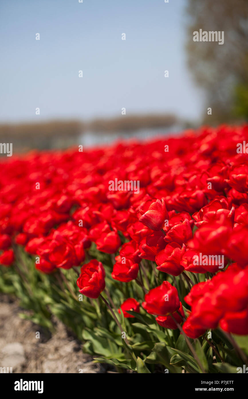Beautiful spring tulip, flower background Stock Photo - Alamy