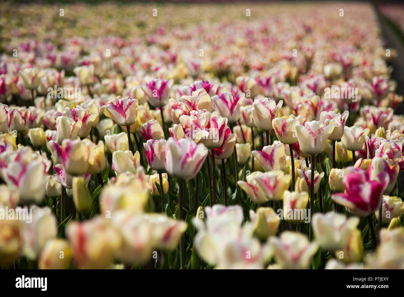 Tulip flowers close up Stock Photo - Alamy