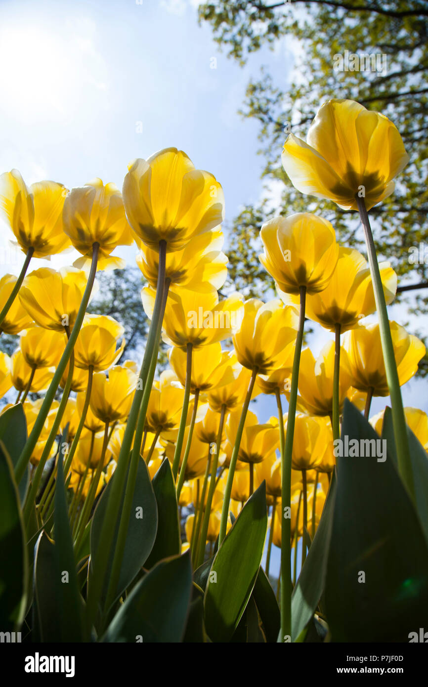 Colorful spring tulips and flowers Stock Photo - Alamy
