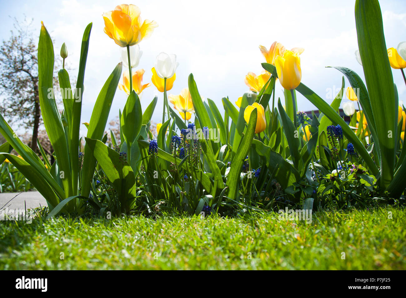 Tulip flowers close up Stock Photo - Alamy