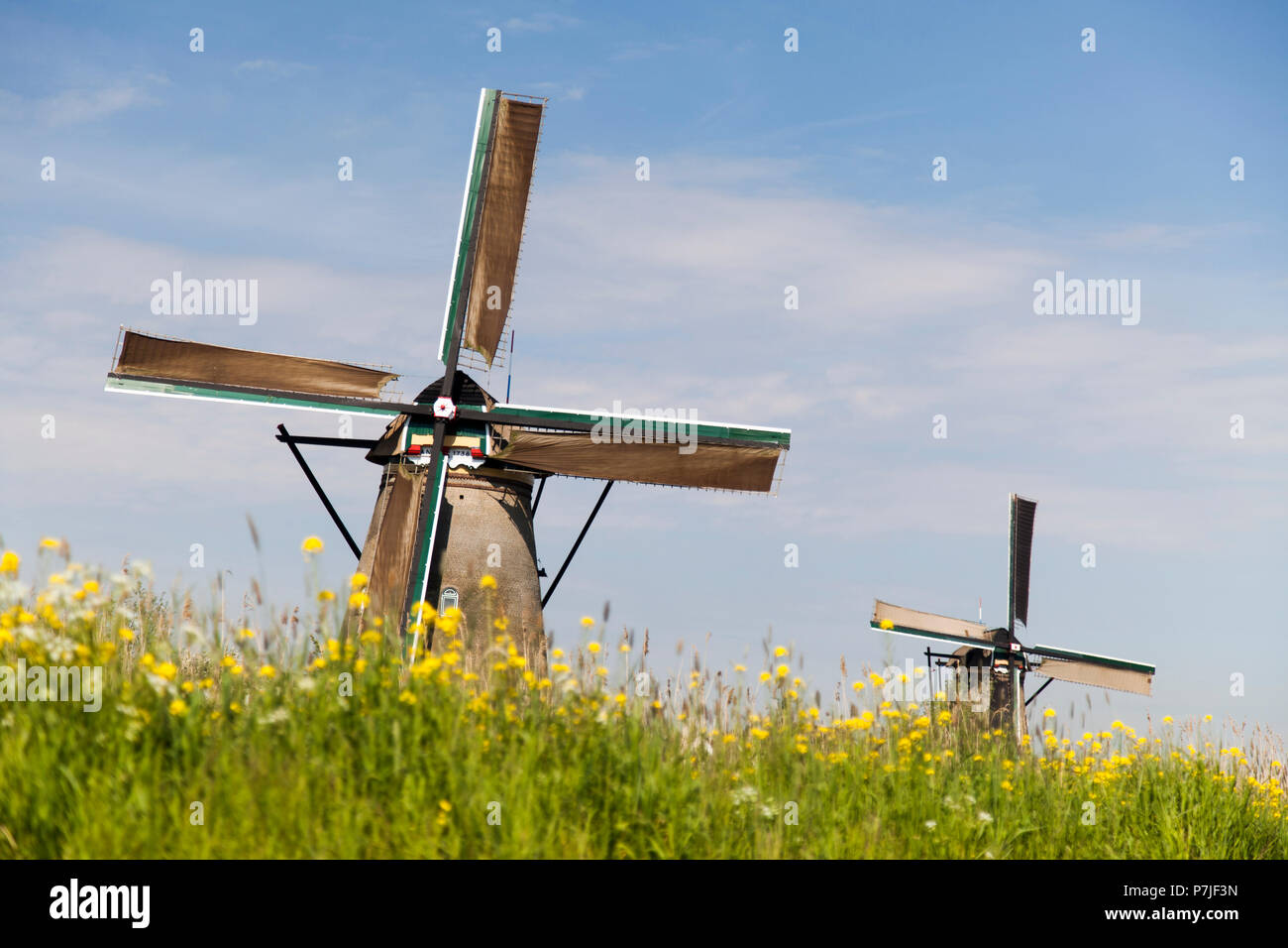 Traditional old windmills in Netherlands Stock Photo - Alamy