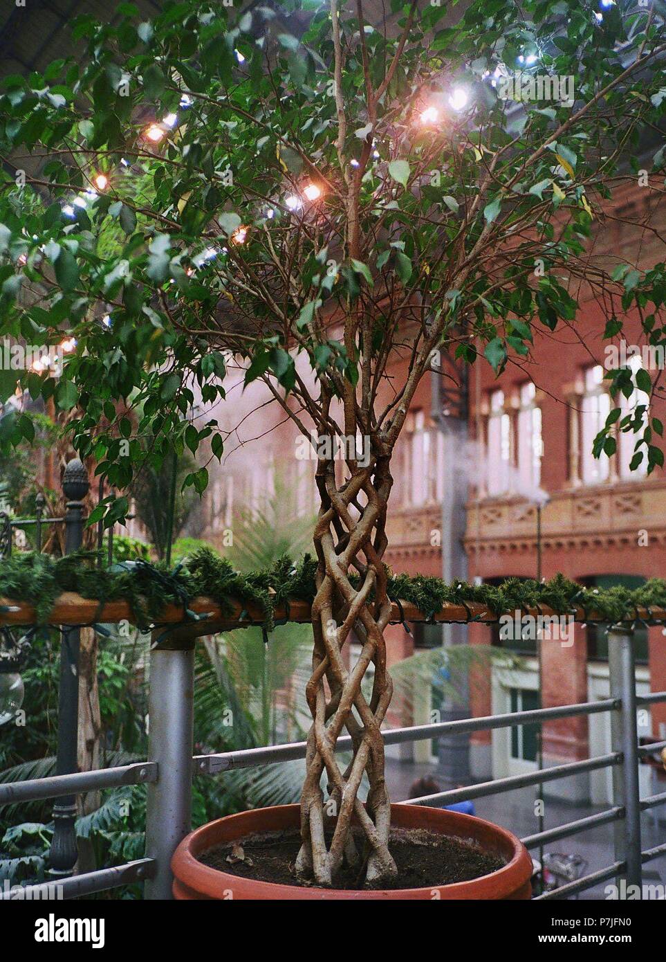 FICUS BENJAMINA. Location: ESTACION DE ATOCHA, MADRID, SPAIN Stock ...