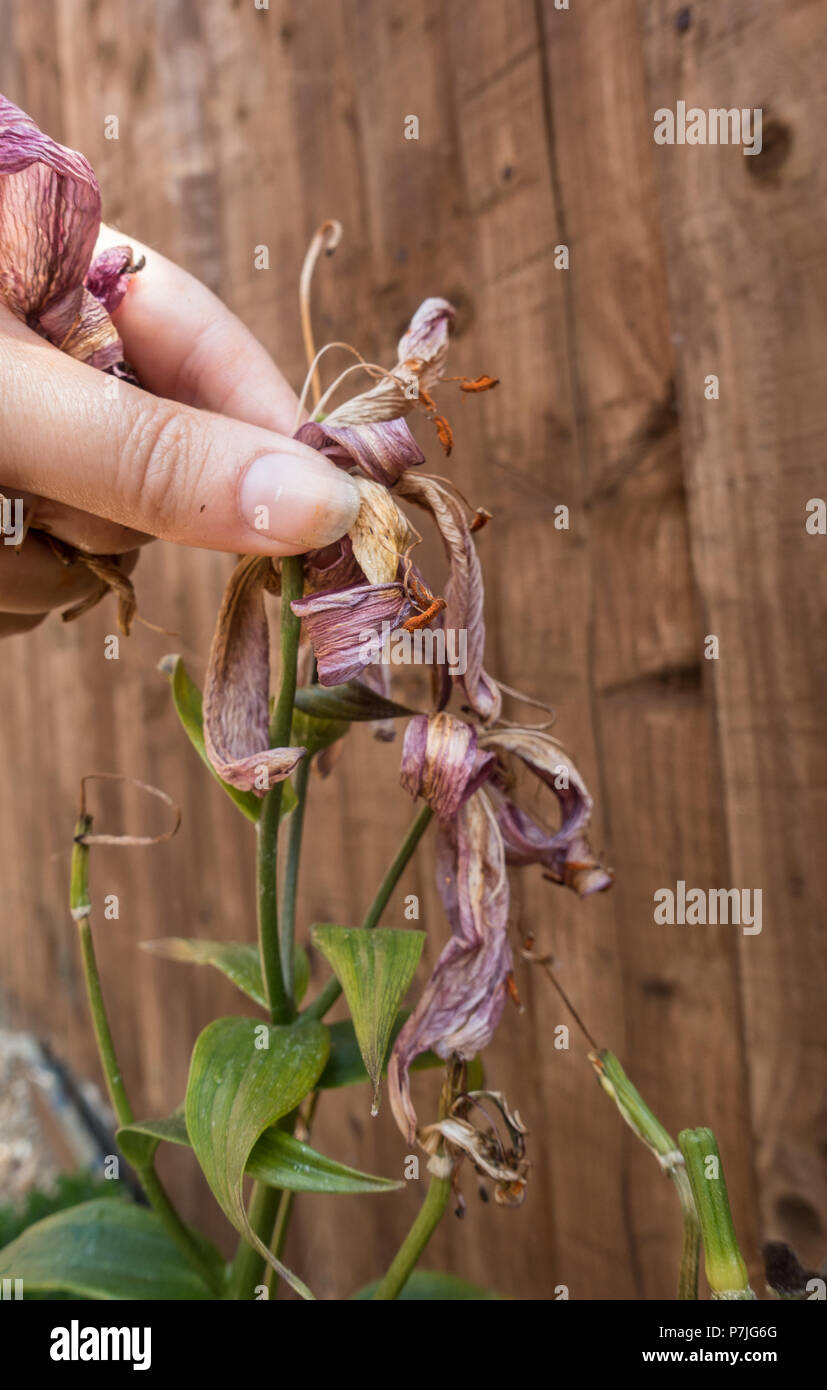 Dead heading plants hi-res stock photography and images - Alamy
