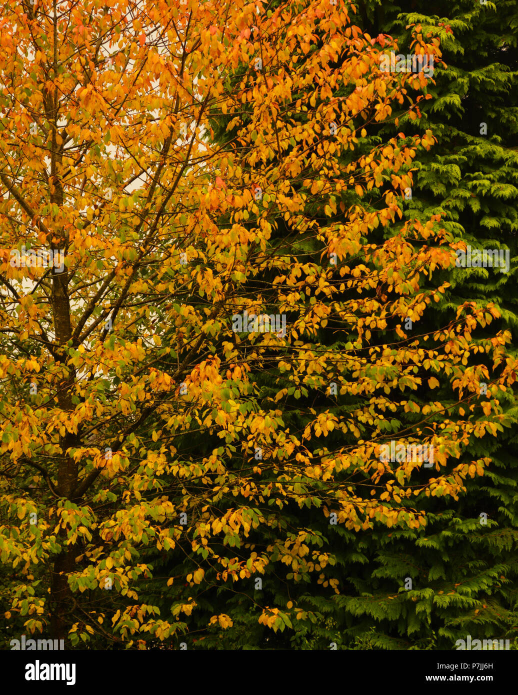 Autumn cherry tree Stock Photo - Alamy