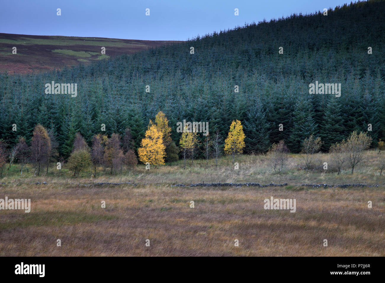 Golden larch trees in front of blue spruce in autumn, in the Scottish ...