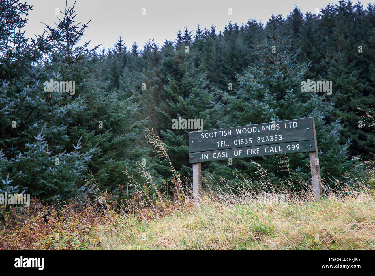 Scottish woodlands hi-res stock photography and images - Alamy