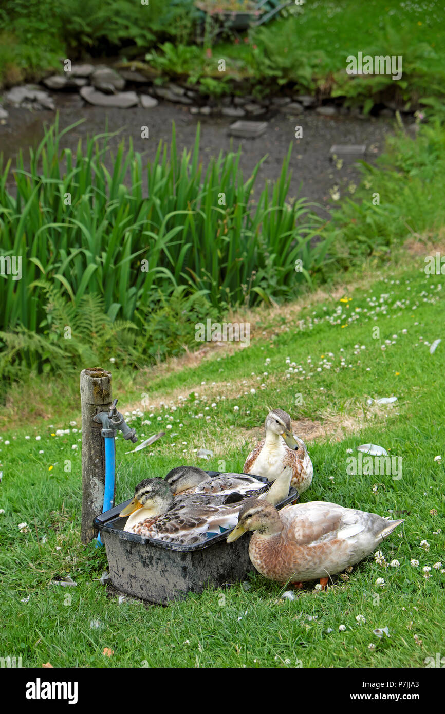 Ducks having a bath in water in a washing up bowl in the garden as ...