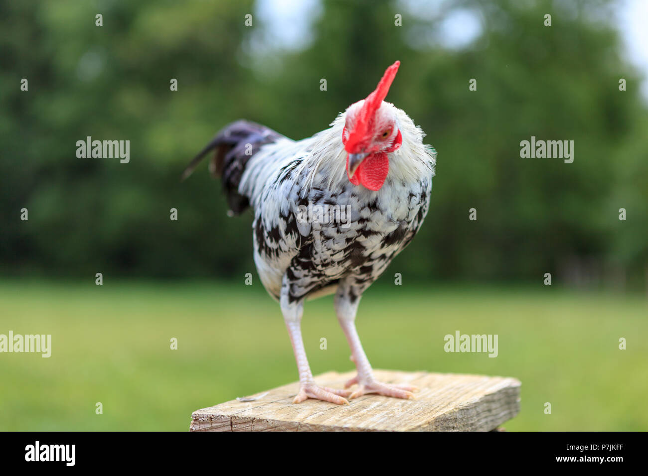 Rooster on fence hi-res stock photography and images - Alamy