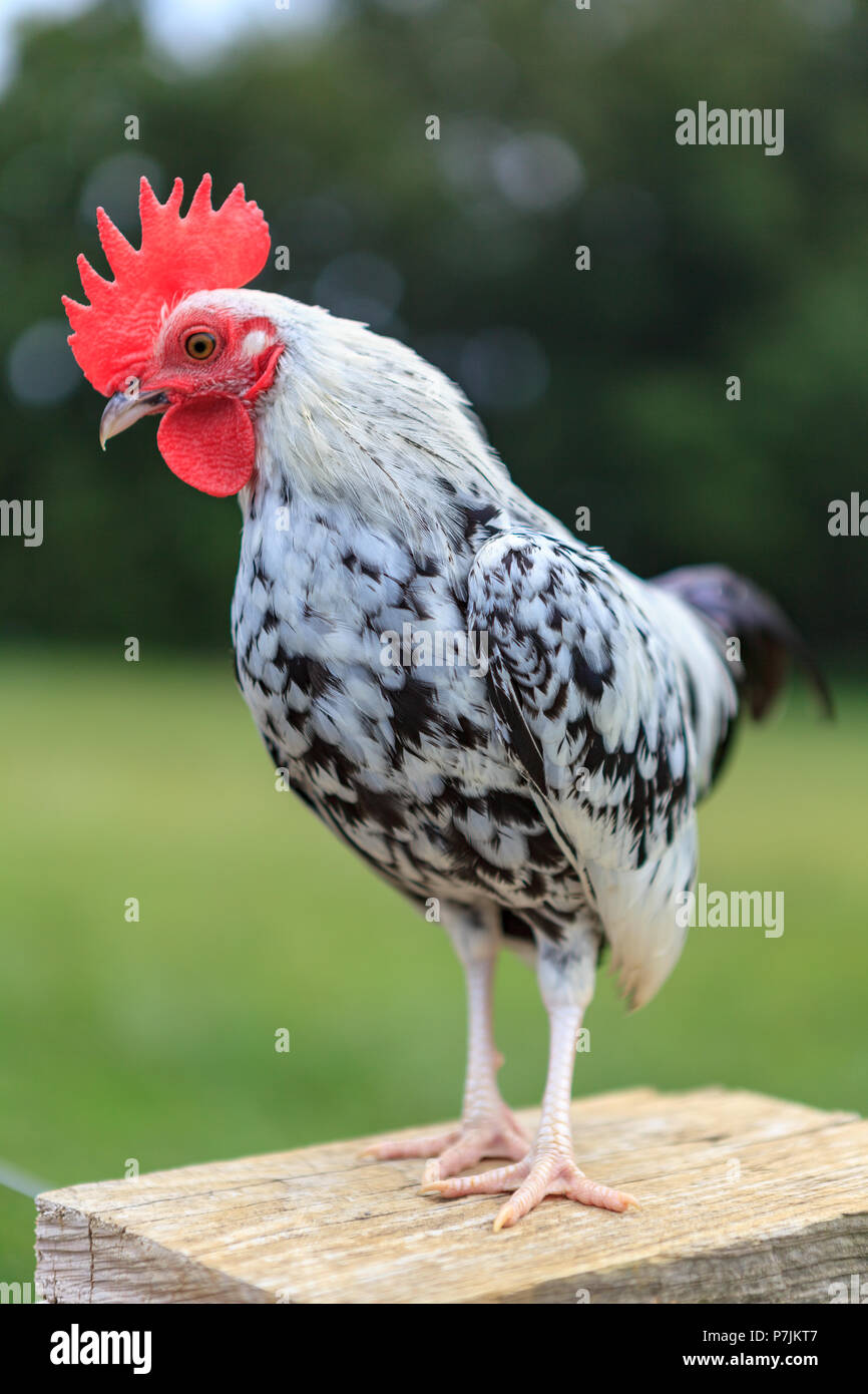 Rooster on fence hi-res stock photography and images - Alamy