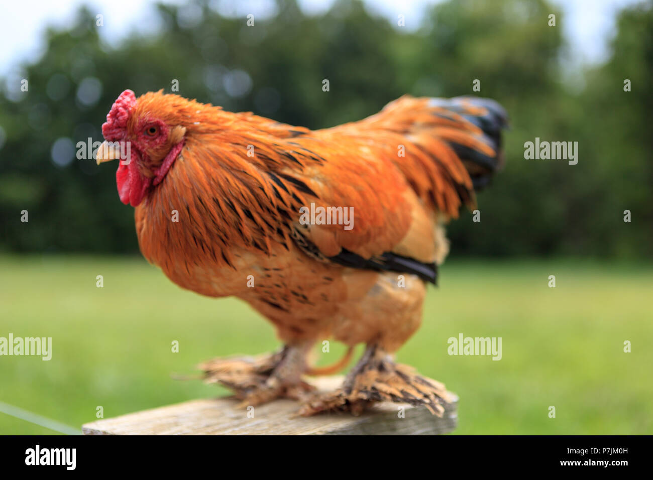 A colorful and unique barnyard chicken poses on a fence post Stock ...