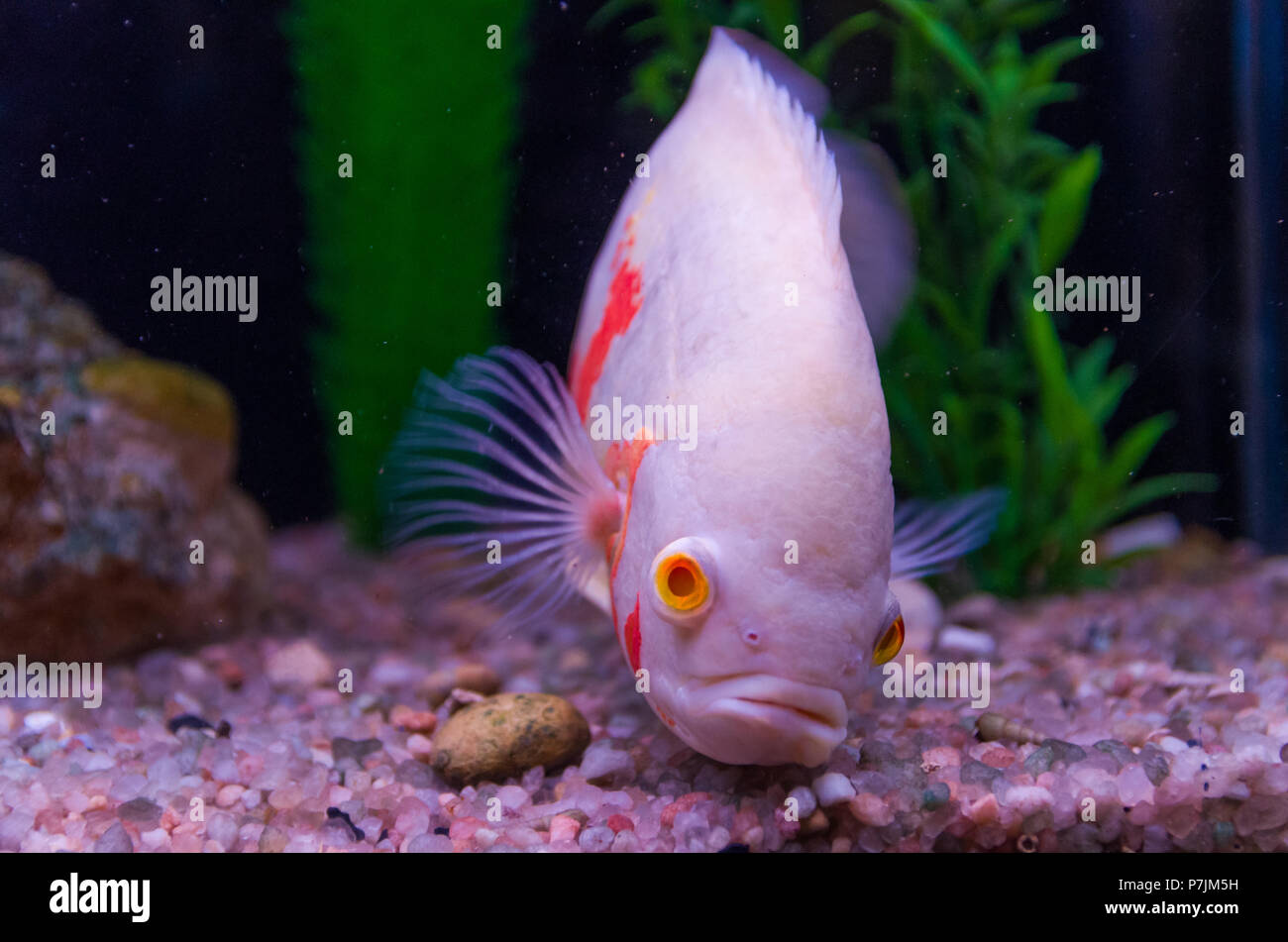 Predatory fish close-up of the species Astronotus Okellatus, inhabitant ...