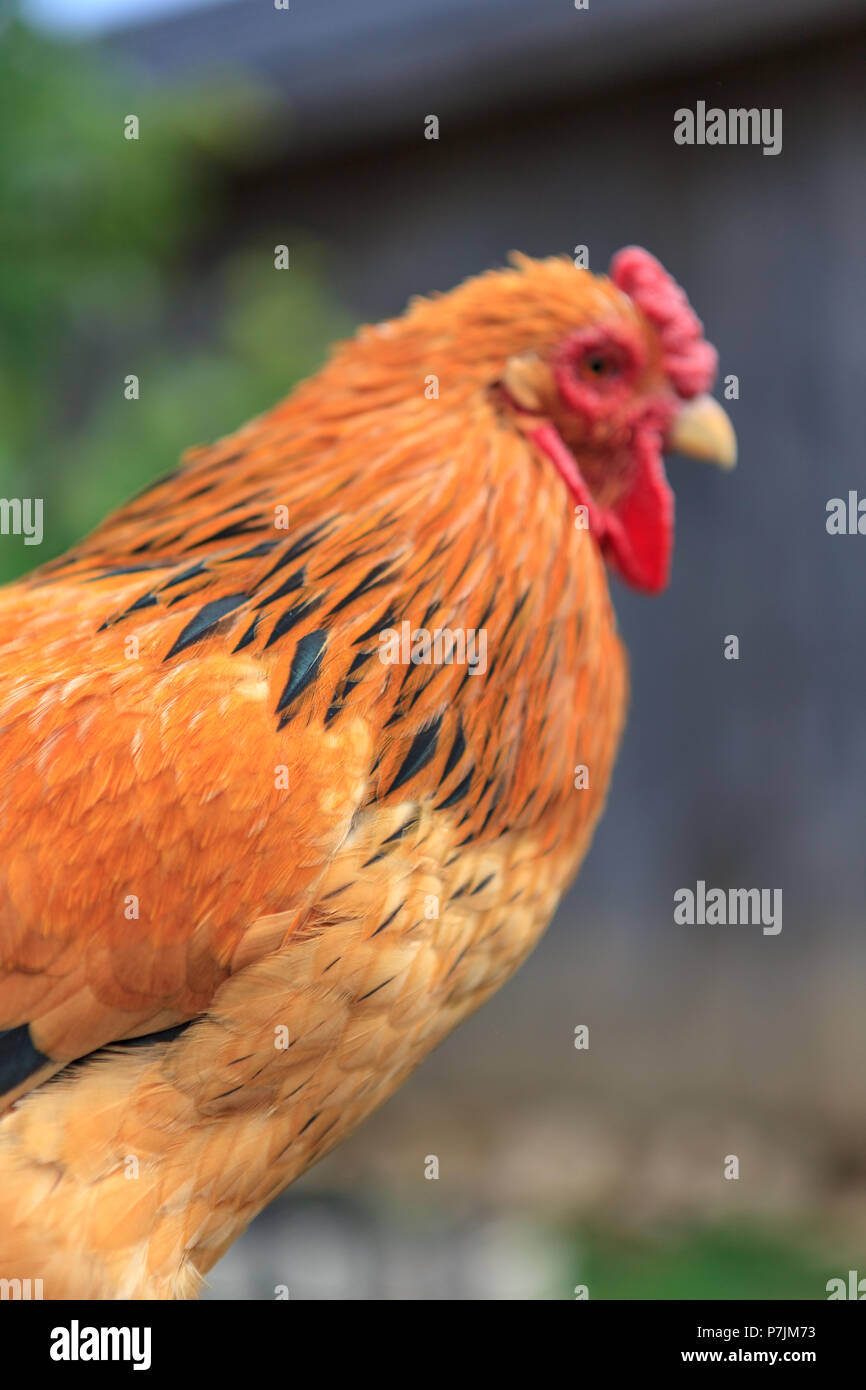 A colorful and unique barnyard chicken poses on a fence post Stock ...