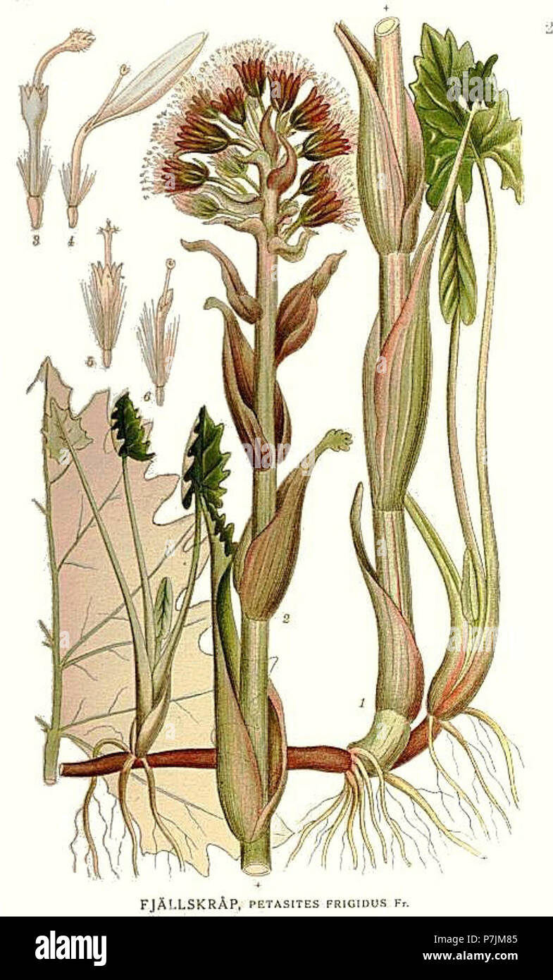 25 Petasites frigidus Stock Photo - Alamy