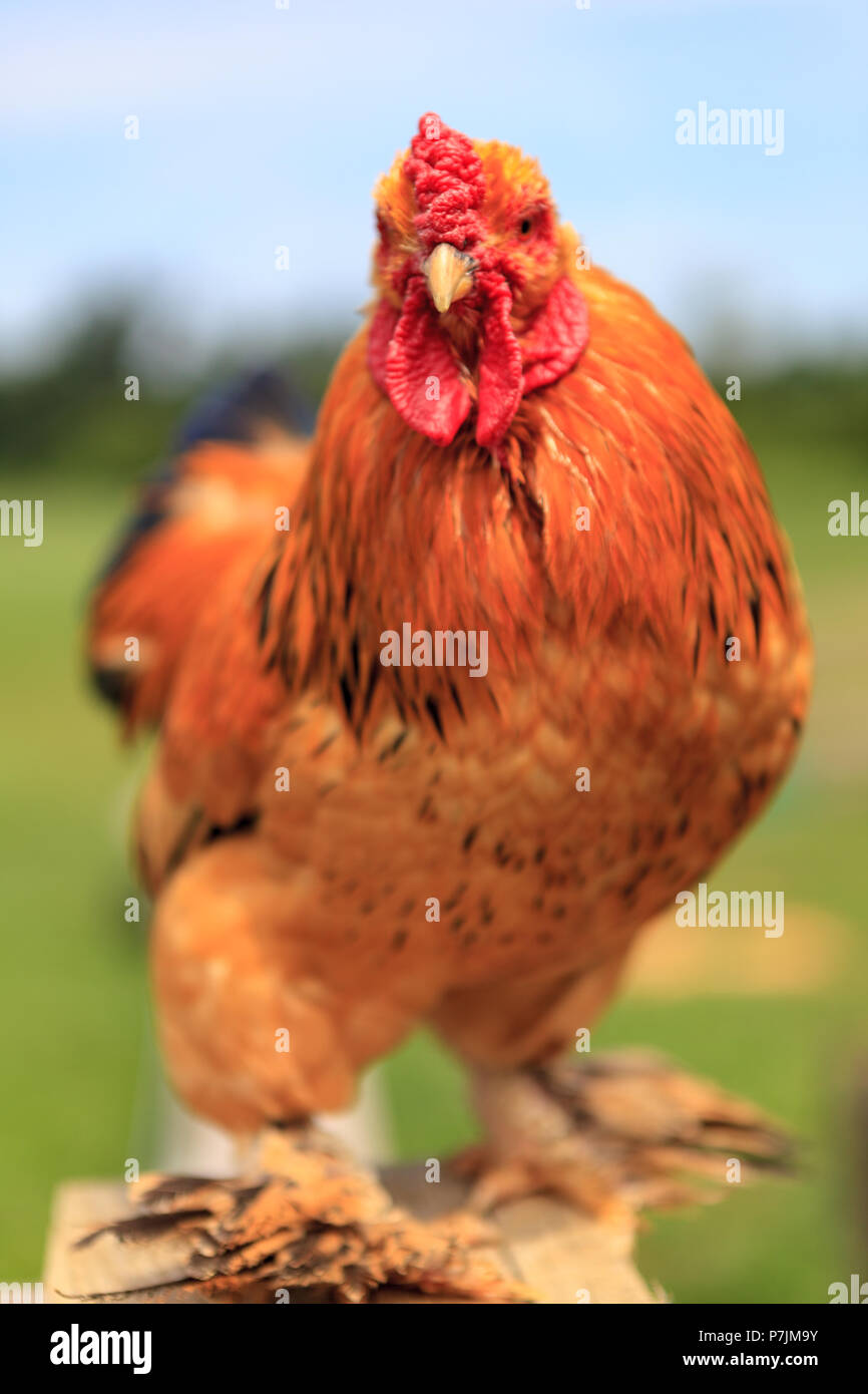 A colorful and unique barnyard chicken poses on a fence post Stock ...