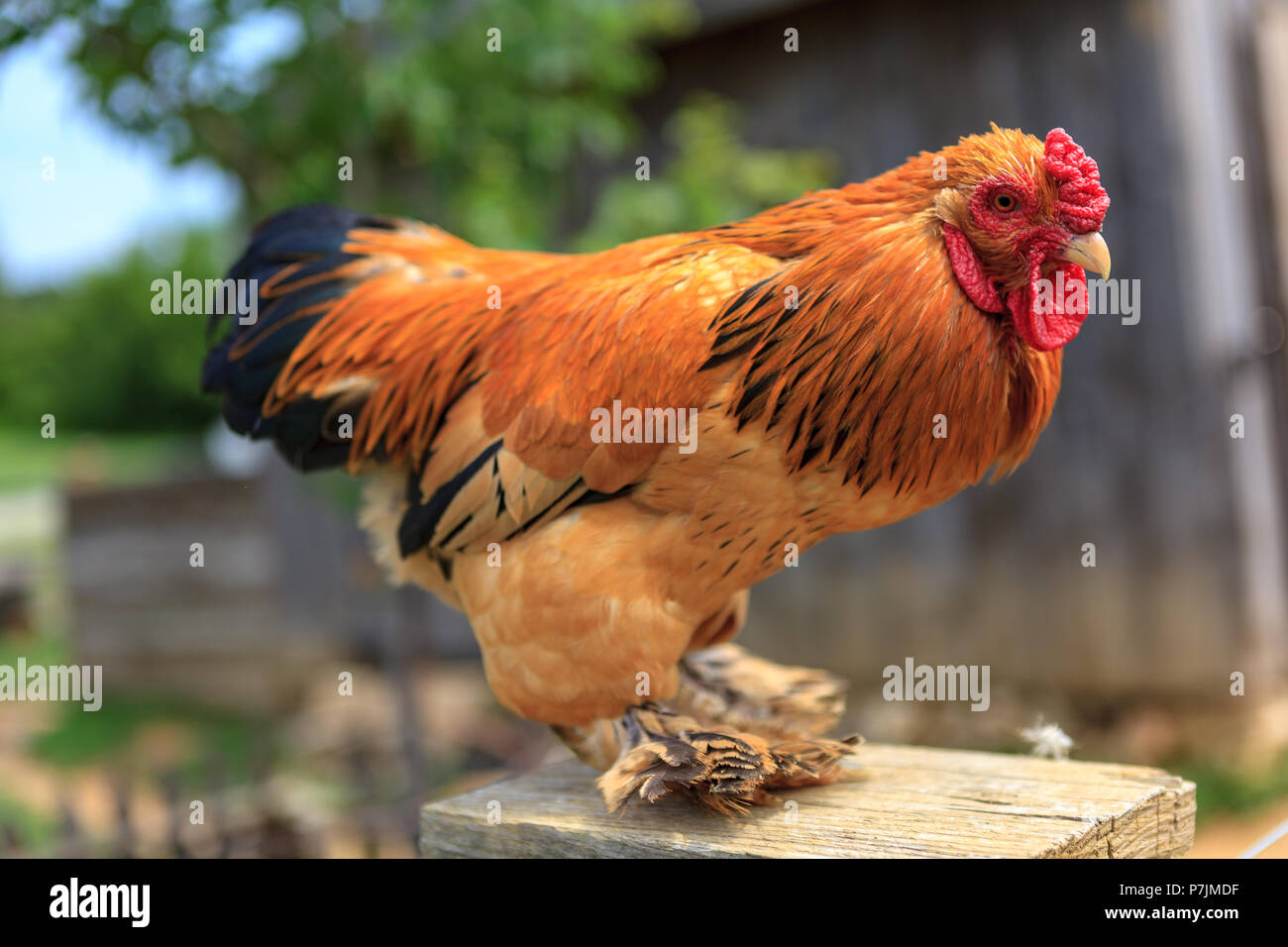 A colorful and unique barnyard chicken poses on a fence post Stock ...