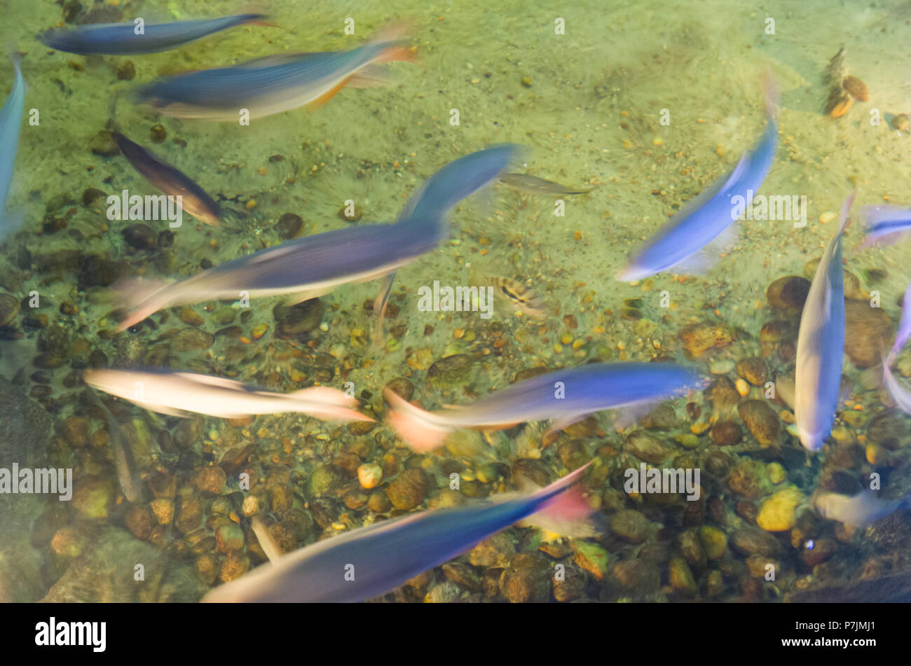 Texture of swimming fish, moving picture, long exposure Stock Photo - Alamy
