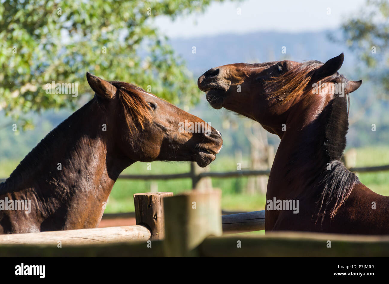 Horses of the Creole breed in farm Stock Photo - Alamy
