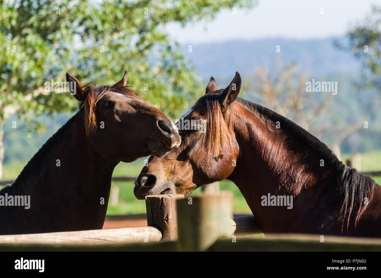 Crioulo horses hi-res stock photography and images - Alamy