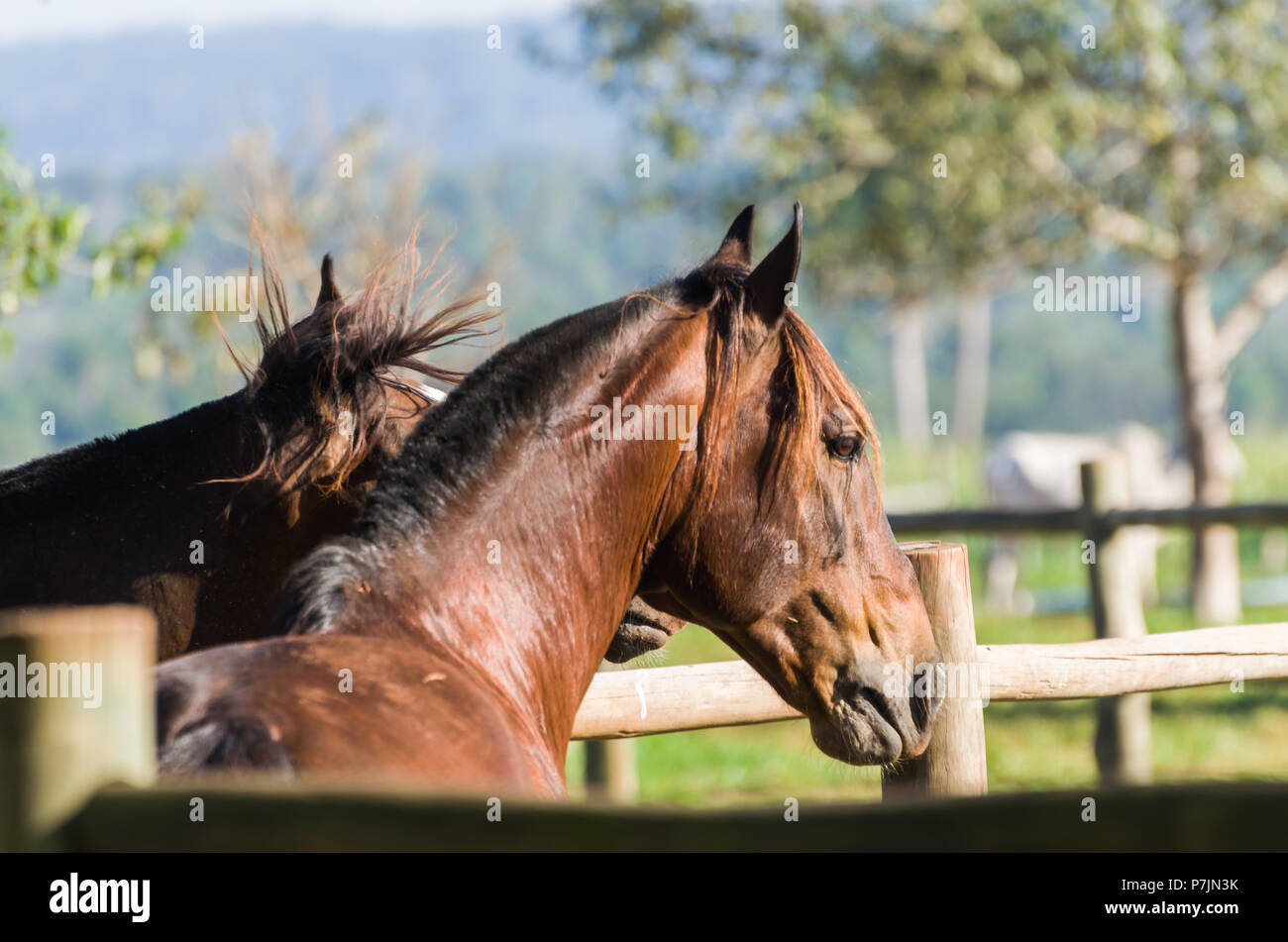 Crioulo horses hi-res stock photography and images - Alamy