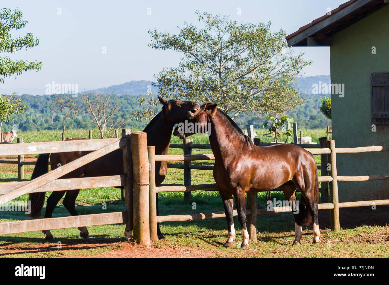 Horses of the Creole breed in farm Stock Photo - Alamy