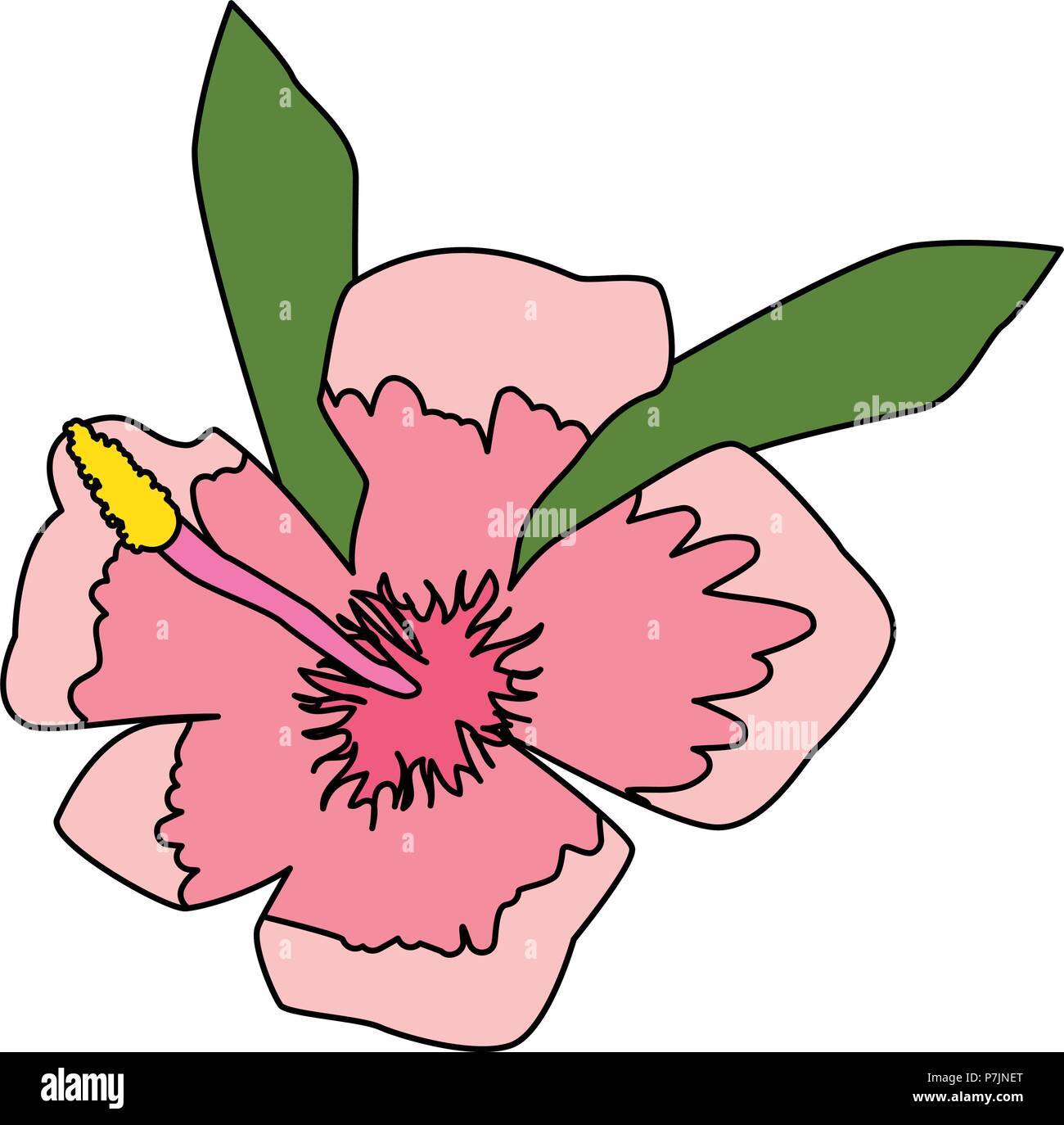 Hibiscus Flower Drawing Stock Photos & Hibiscus Flower Drawing Stock ...