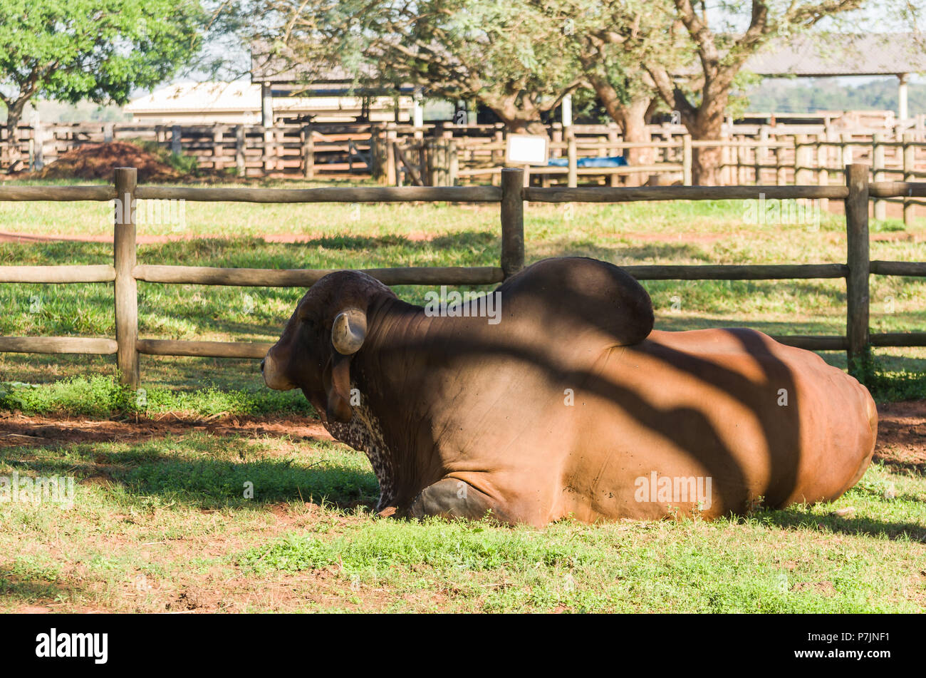 Closeup photo of brown champion bull Stock Photo - Alamy