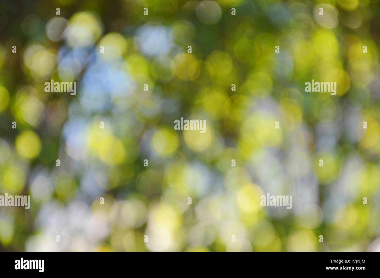 blurry background of plant in the garden Stock Photo - Alamy