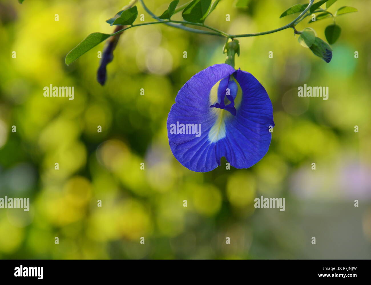 butterfly pea on branch in backyard garden Stock Photo - Alamy