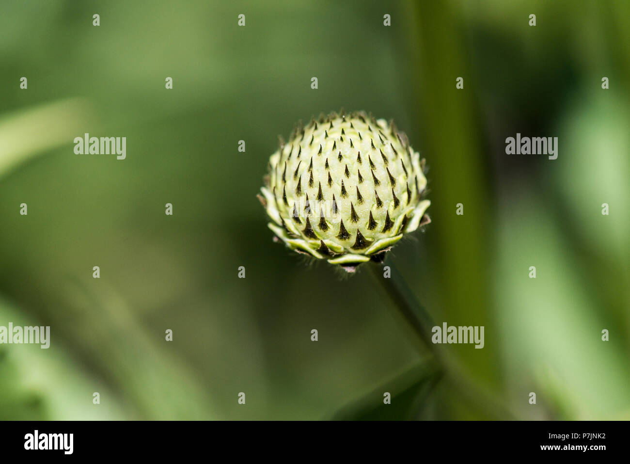 Gone over flowers heads of giant scabious (Cephalaria gigantea Stock ...