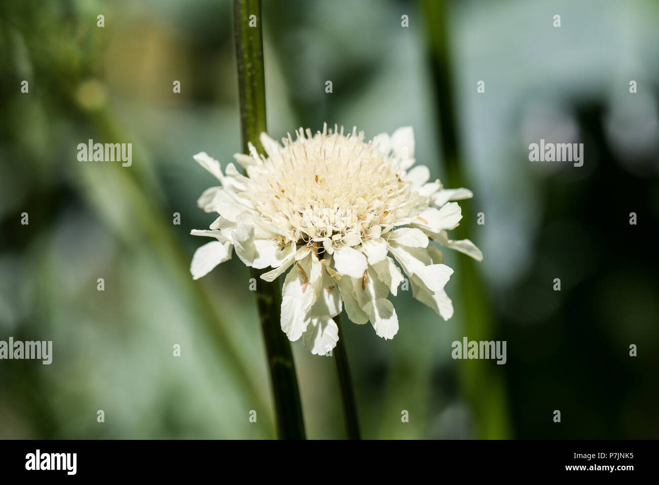 Cephalaria gigantea giant scabious hi-res stock photography and images ...