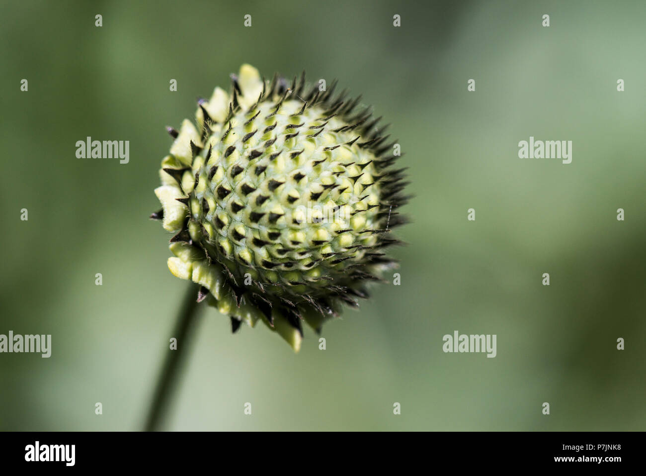 Gone over flowers heads of giant scabious (Cephalaria gigantea Stock ...