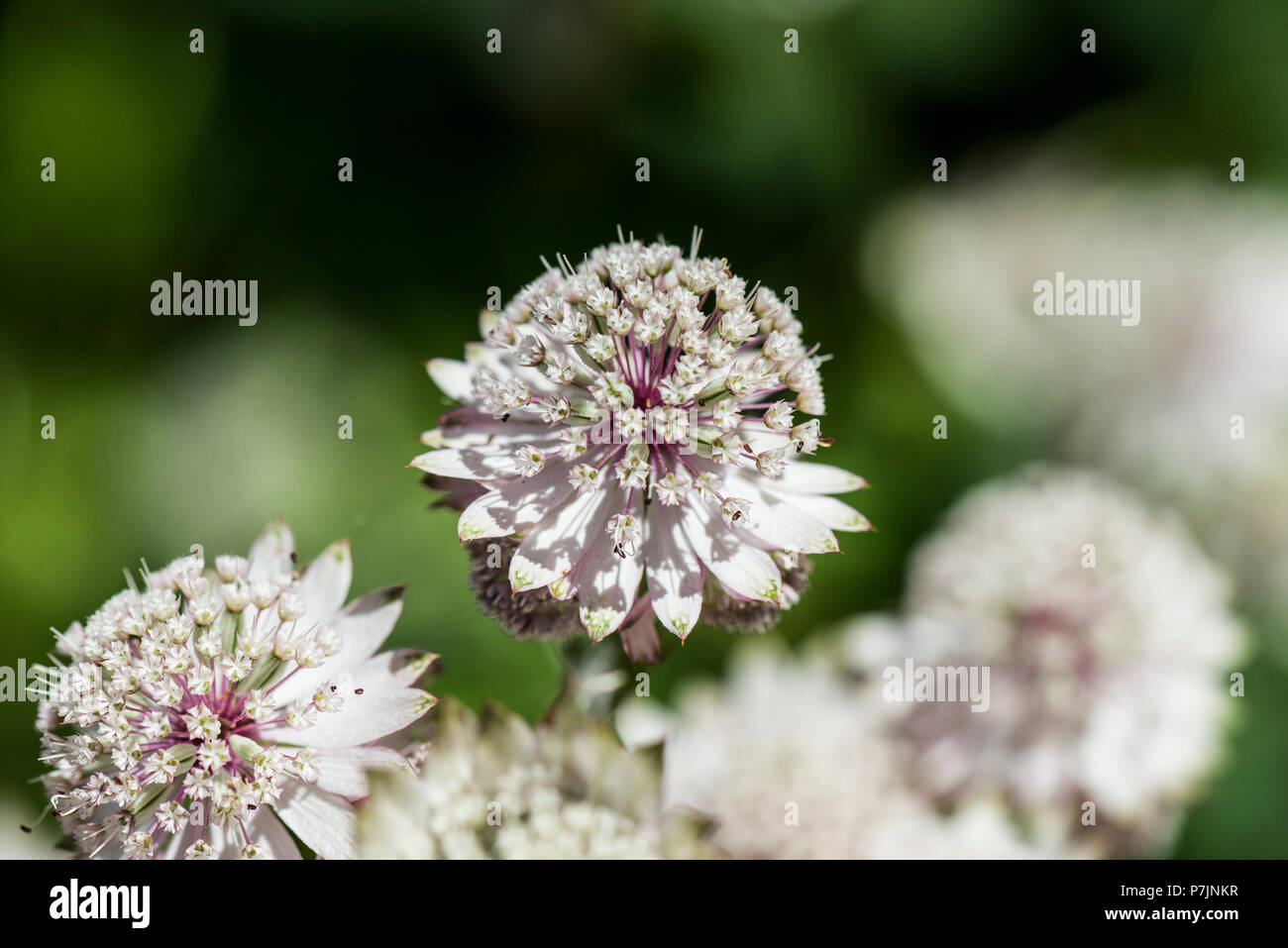 Greater masterwort astrantia major hi-res stock photography and images ...